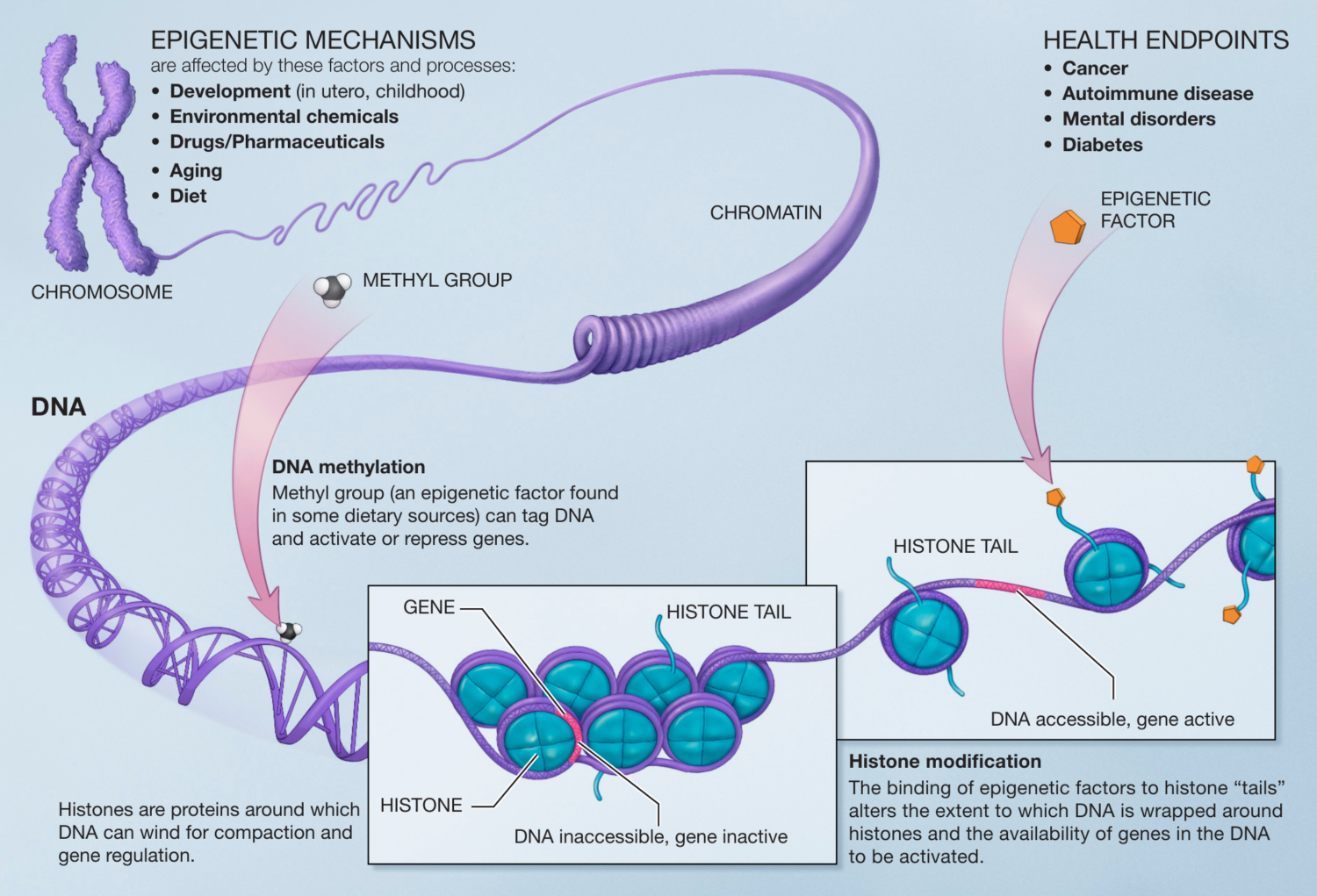 Hereditary eye bags - the science and theory of outsmarting eyelid ...